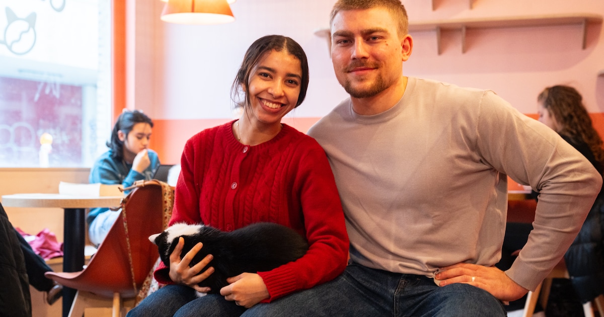 Eerste Antwerpse kattencafé krijgt make-over: “Meer plek voor klanten ...