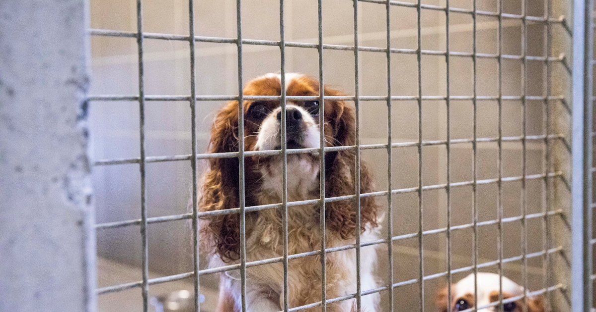 Dierenasielen in Limburg krijgen Vlaams geld om energierekening te betalen: “De drie grootste ...