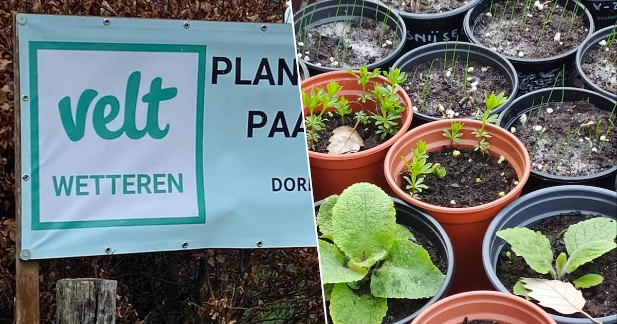 VELT organiseert eco-markt en plantenruilbeurs | Wetteren | HLN.be