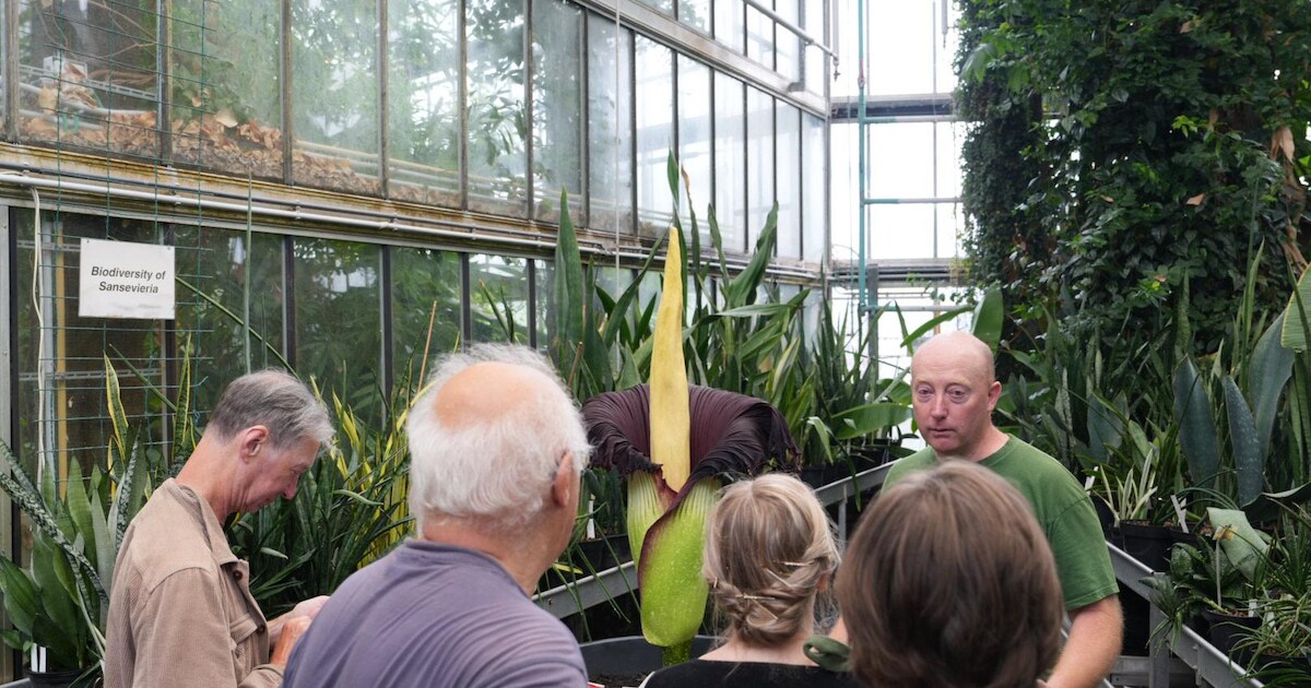 ‘Penisplant’ in Plantentuin van Gent lokt meteen kijklustigen: serre ...