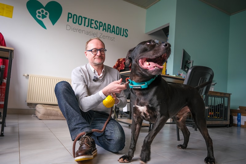 Max en Nala als trouwe viervoeters: zoveel honden en katten wonen er in ...