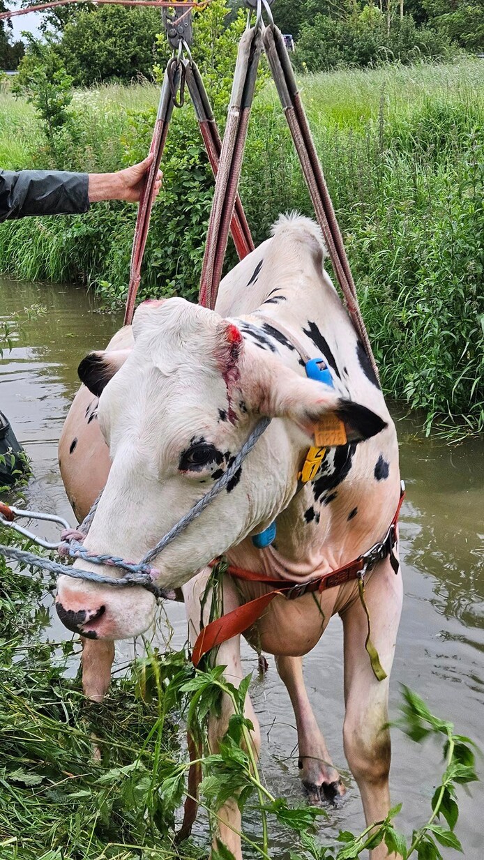 Kimberly, hoogzwanger en 750 kilo zwaar, staat uren tot haar hoofd in ...