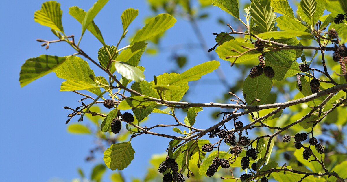 Willebroekse bomenactie groot succes: 300 gratis bomen de deur uit ...