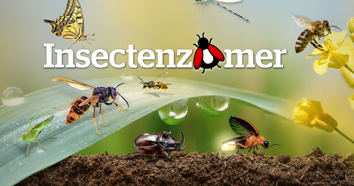 Oud-Heverlee scoort sterk in Insectenzomer: 523 inwoners telden bijna 7 ...