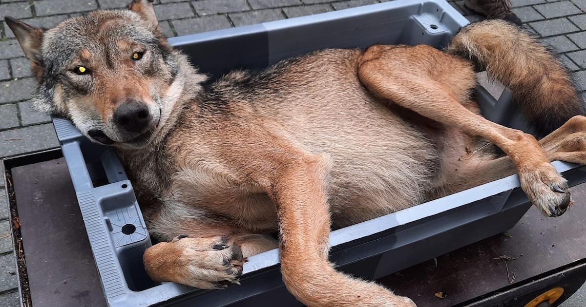 Wolf August is dood en dat is slecht nieuws: “Zijn territorium ligt nu ...
