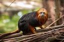 Zoo in de bres voor goudkopleeuwapen in Braziliaans regenwoud: “Om de ...