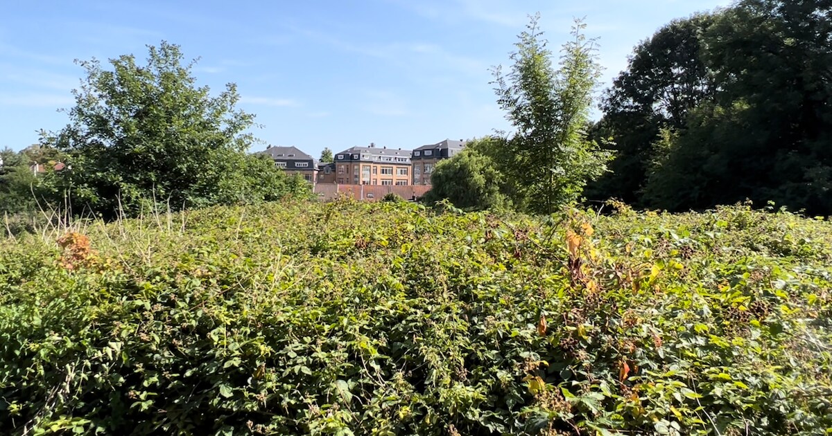 Actiegroep bezet Donderberg in Laken uit protest tegen bomenkap voor ...