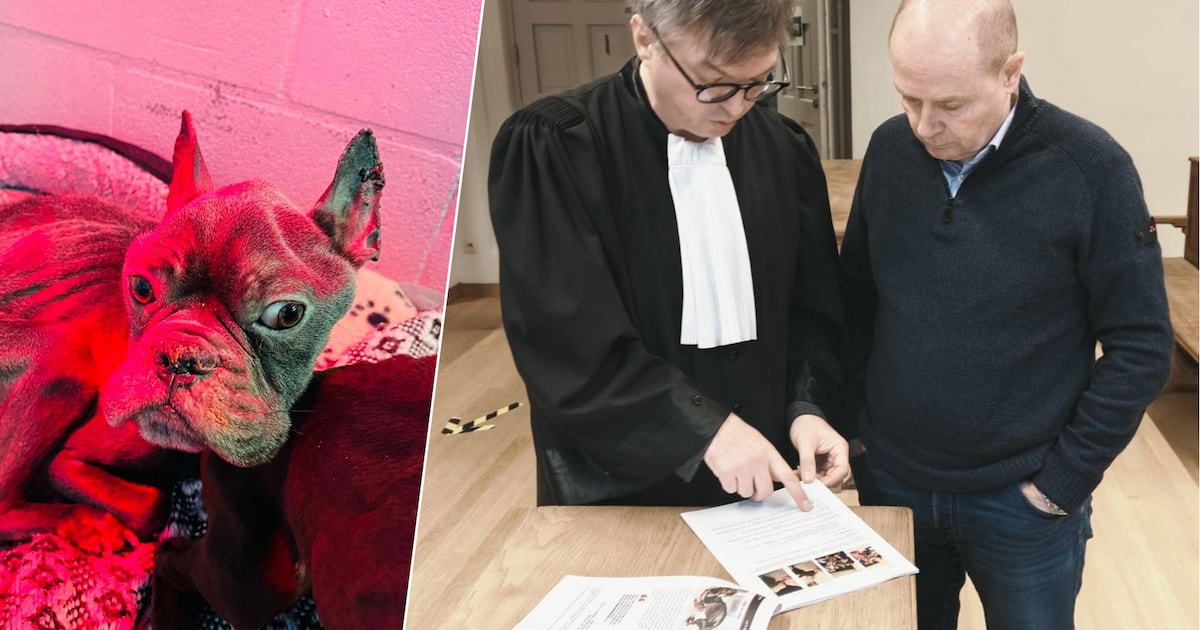 “Die honden waren vel over been, echte Auschwitz-toestanden”: baasjes ...