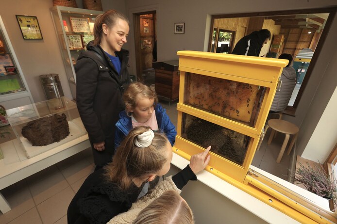 Hasseltse bijen komen thuis in vernieuwde bijenhal: “Hoog tijd na vier ...