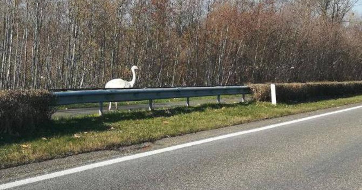 Grote loopvogel paradeert langs N76 | Regio | HLN.be