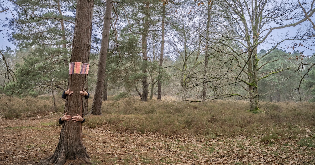 Keerbergen zet 25 unieke bomen in de kijker met expo én boomsjaals ...