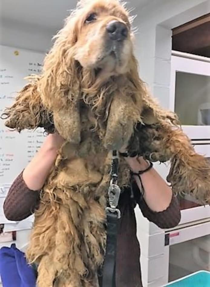 Dierenasiel krijgt zwaar verwaarloosde Cocker binnen, na een trimbeurt ...