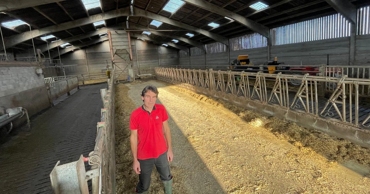 Boer uit Ieper ziet 59 koeien naar slachthuis vertrekken na virale ...