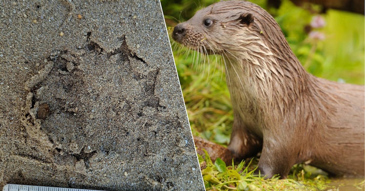 Vrijwilligers Natuurpunt ontdekken pootafdrukken van otter op nieuwe ...