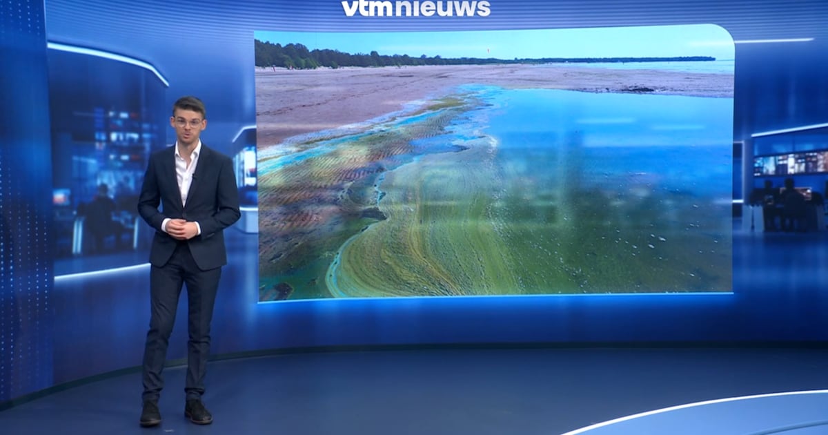 KIJK. Een blauwalg is geen alg, maar wat dan wel? En hoe gevaarlijk is ...