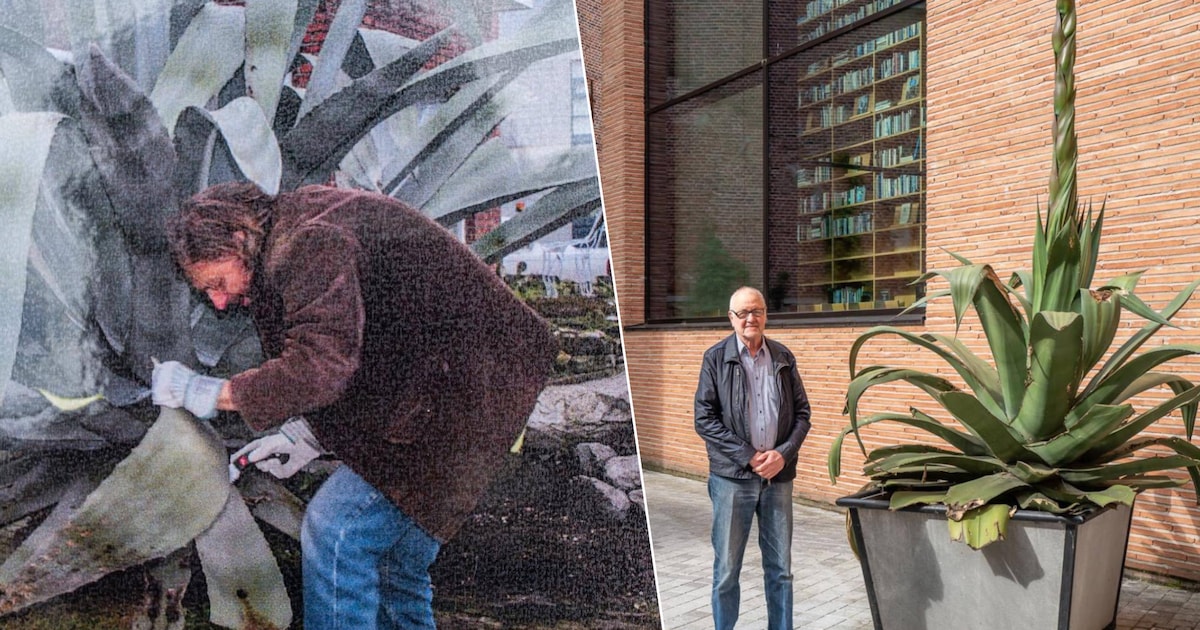 28 jaar geleden redde Jef (79) zijn cactus van de dood, maar nu is hij ...