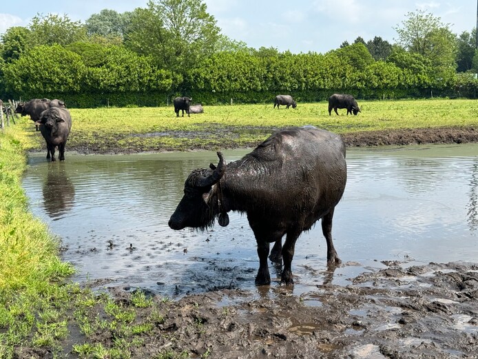 IN BEELD. Buffels nemen eerste duik van het seizoen op boerderij in ...