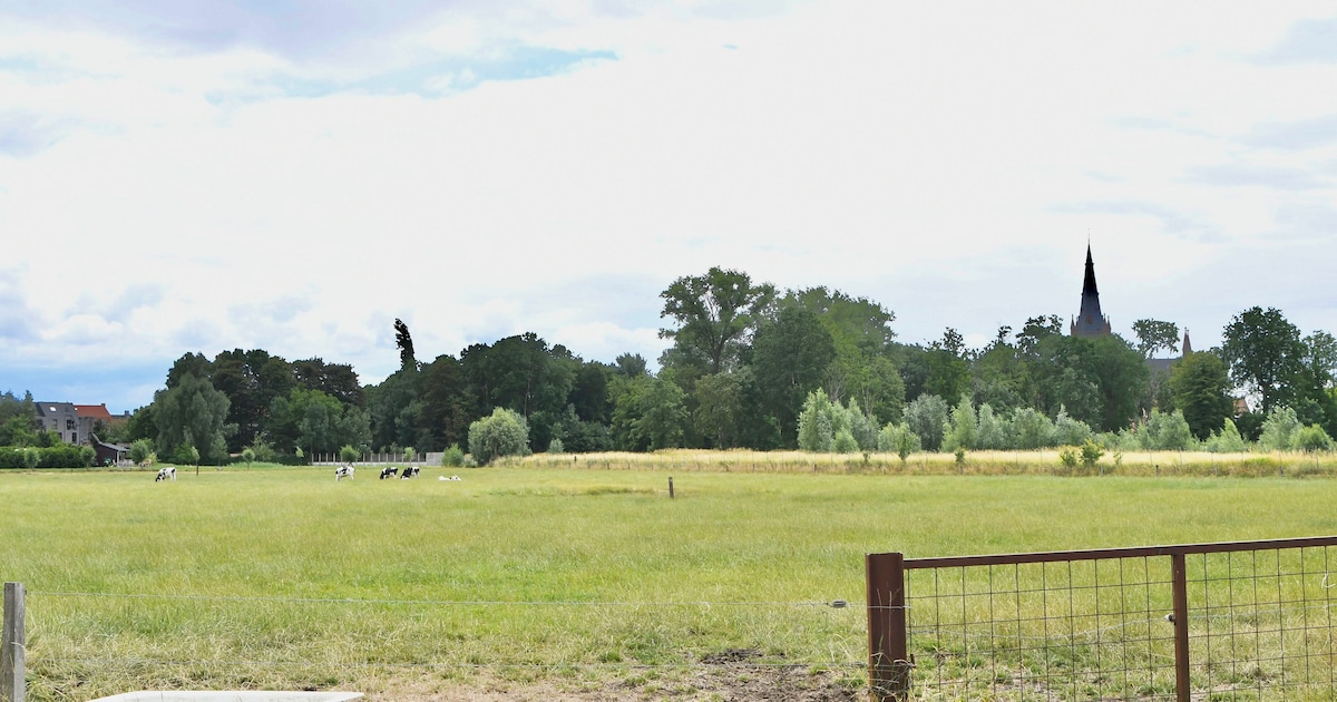 Maandag paardenkoers met zeven drafrennen en drie ponykoersen, laatste ...