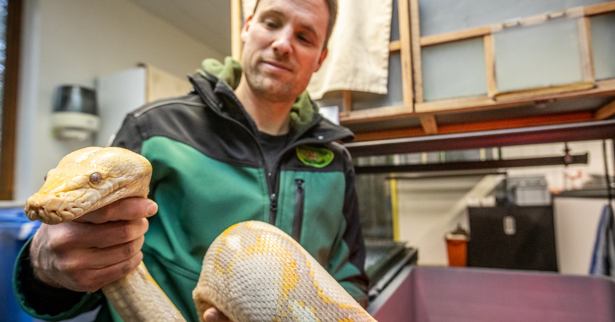 Eigenaar van netpython ‘Josephine’ is gevonden: “Het verhaal dat het ...