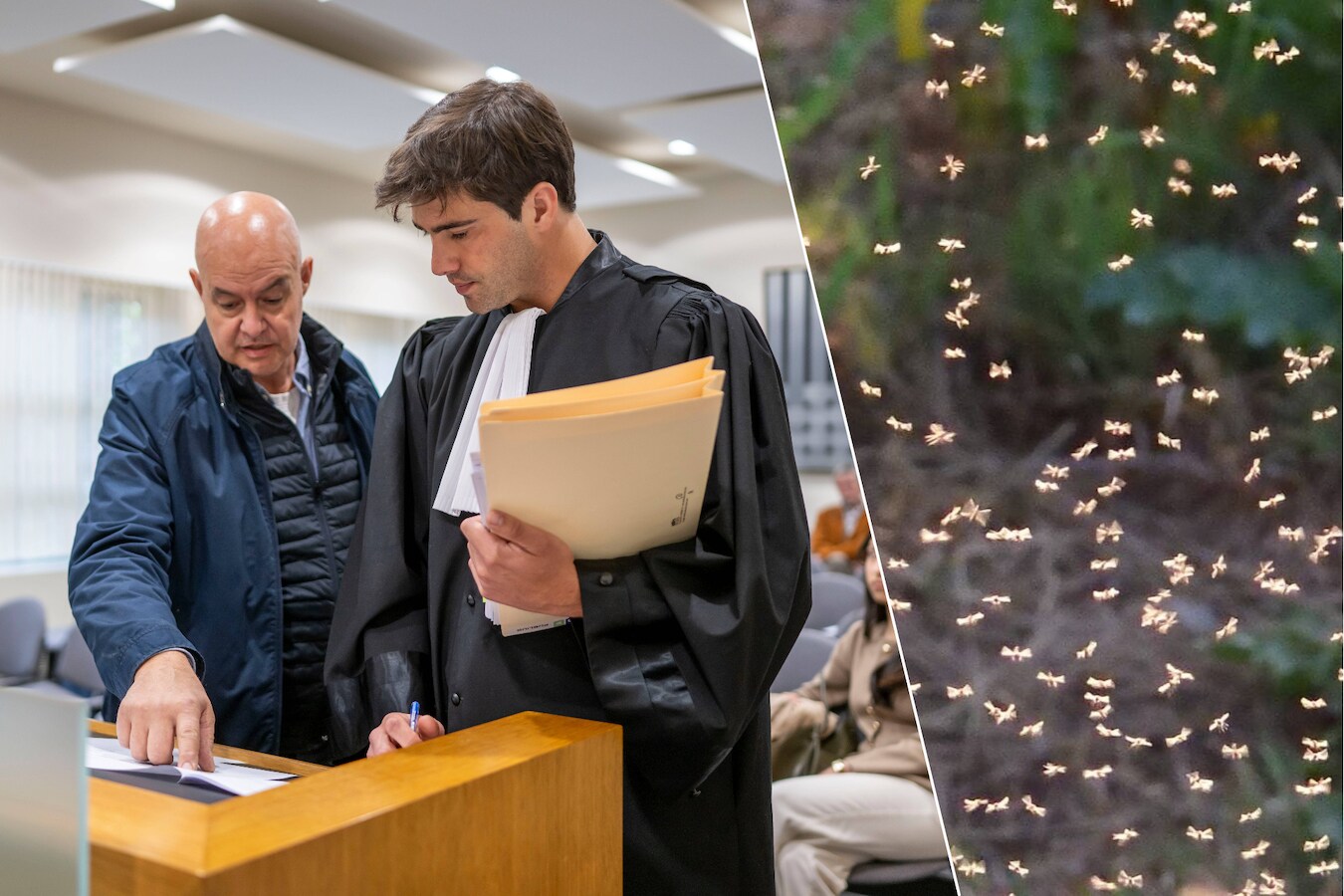 Knijtenplaag komt nu ook in Hamme voor de vrederechter: “’s Avonds ...
