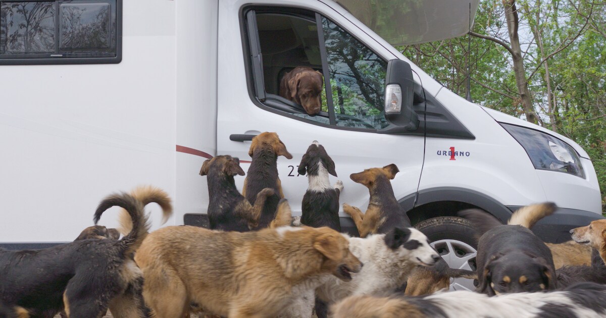 Brugse labrador keert terug uit Servië (en baasje adopteerde er twee ...