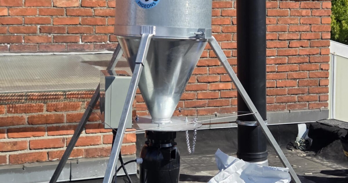 Sint-Katelijne-Waver plaatst duiven-dispenser op Markt: “Om overpopulatie diervriendelijk aan te ...