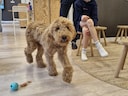 Goed voor de kinderen, goed voor de hond: Goldendoodle Picon is ...