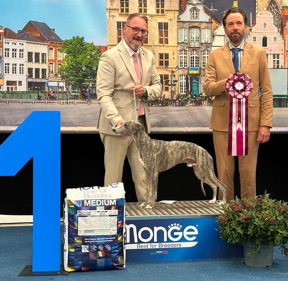 Mooiste hond van België komt uit Heist-op-den-Berg en vertegenwoordigt ...