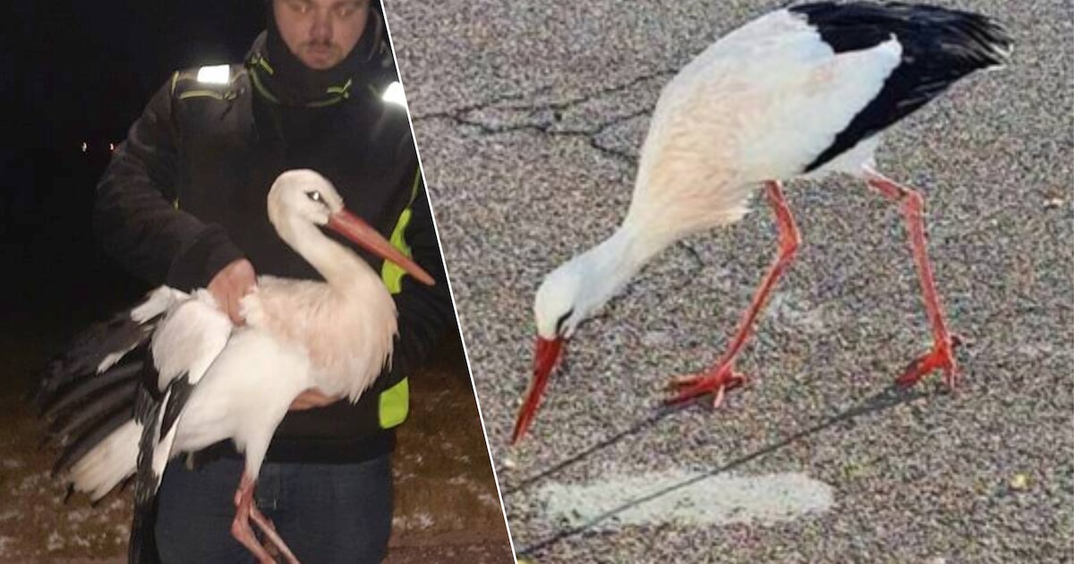 Ontsnapte tamme ooievaar in veiligheid gebracht | Tienen | HLN.be