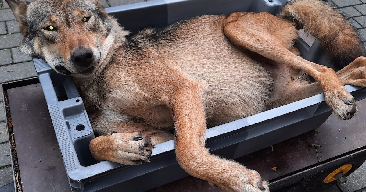 Autopsie bevestigt: aangereden wolf zo goed als zeker August | Oudsbergen | HLN.be