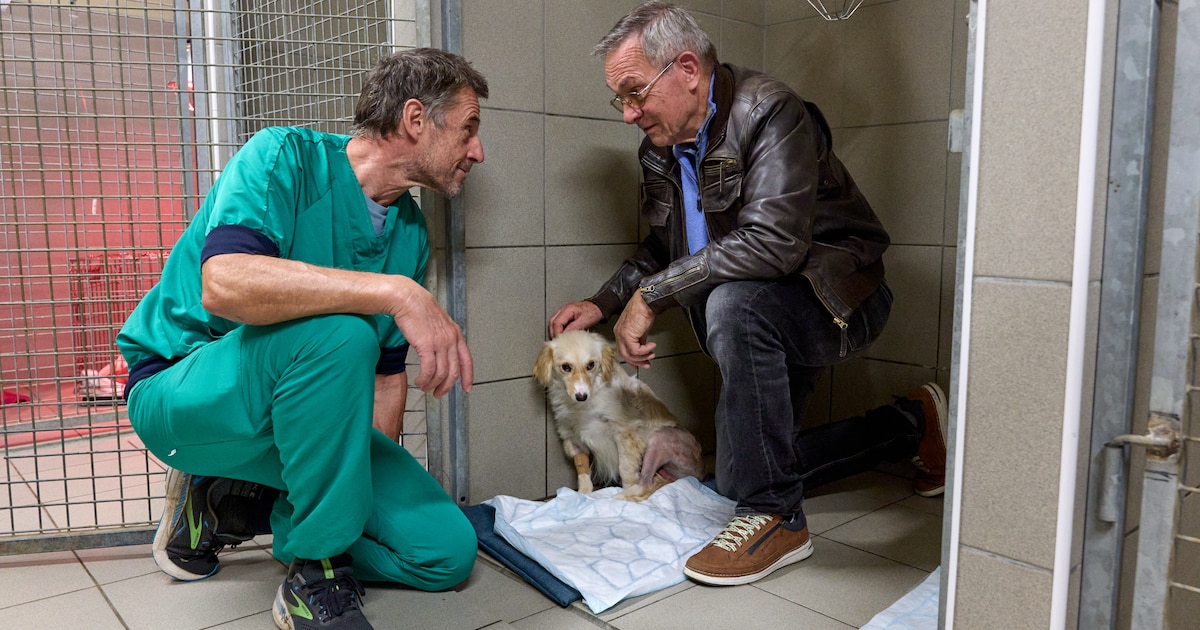 Roman (77) herenigd met zijn hond na zware crash op viaduct van ...