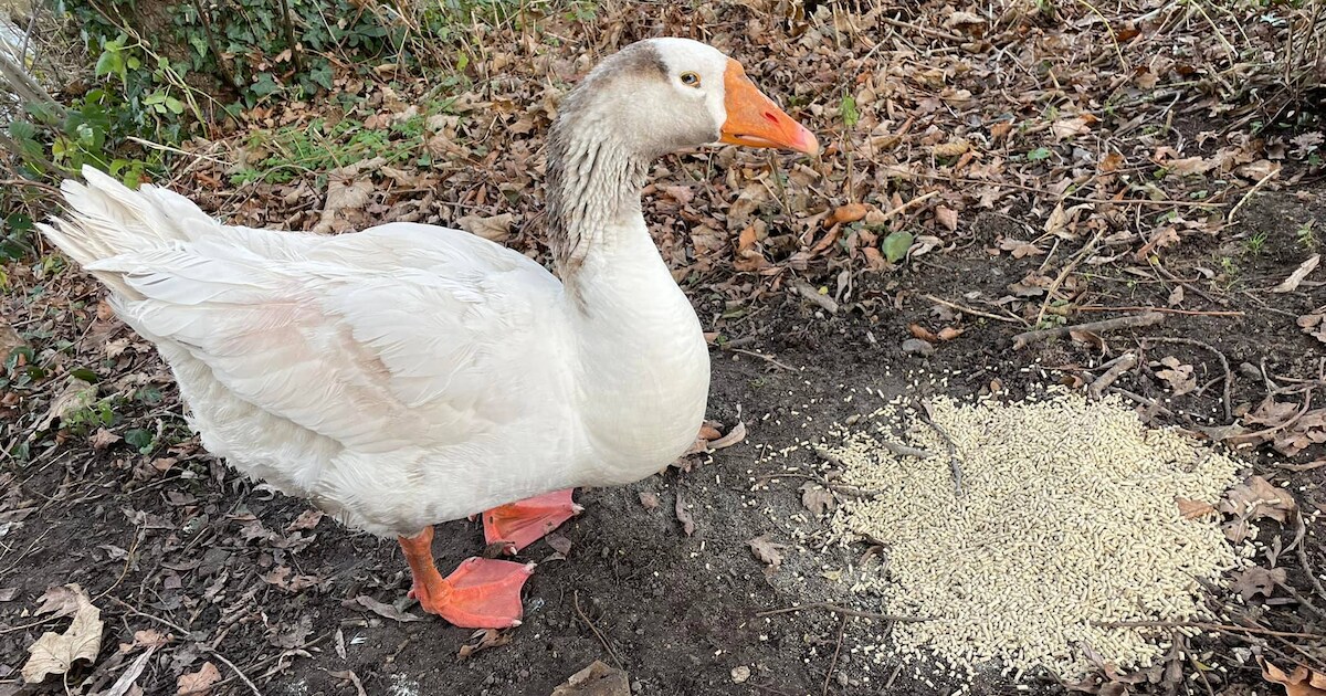 Buurt doet wanhopige oproep voor vermiste... gans Charles: “Mijn ...