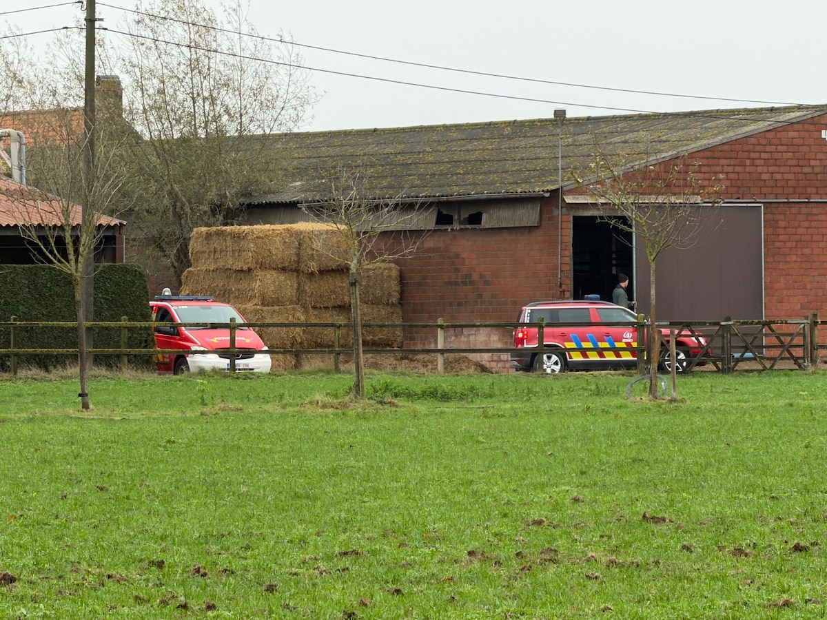 Twintigtal runderen komt in aalput terecht op boerderij in Oedelem ...