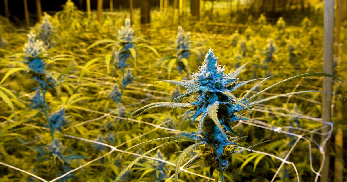 Cannabisboer Lagrou vangt bot bij Cassatie | Binnenland | HLN.be