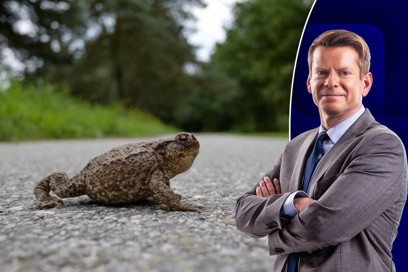 Grote paddentrek gaat weer van start en ook HLN-weerman David Dehenauw ...