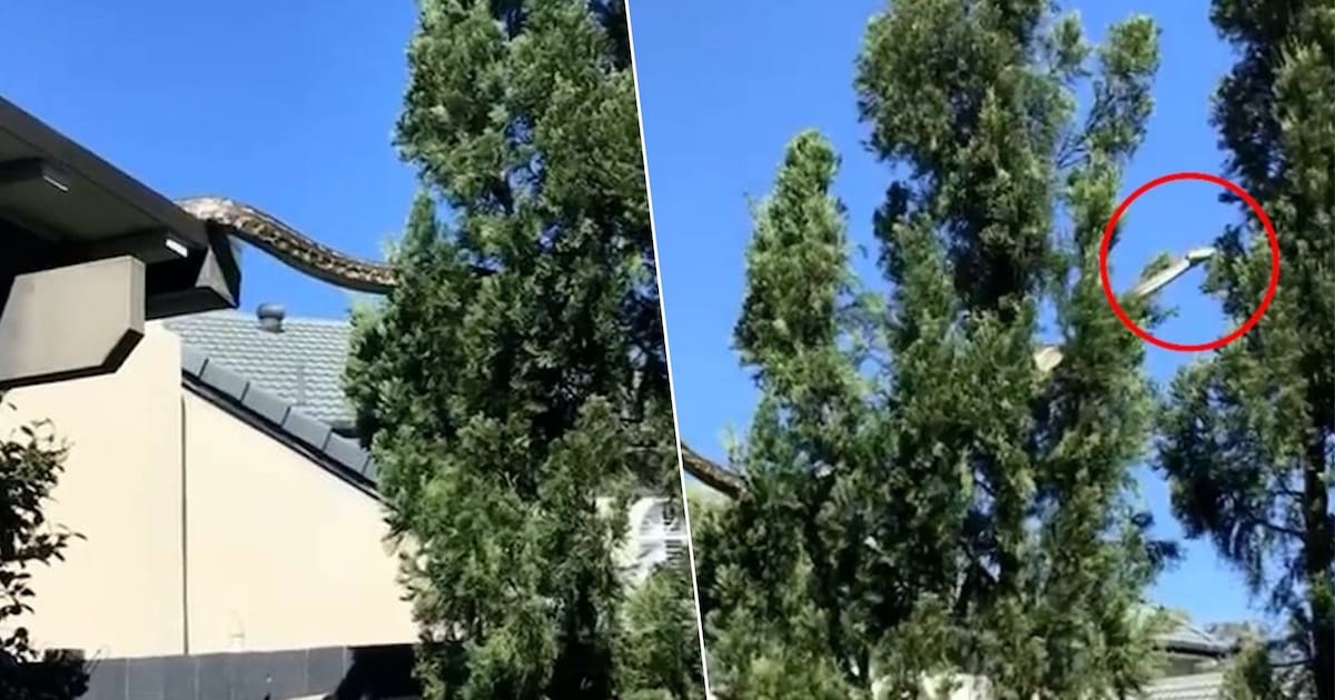 KIJK. Australisch gezin kijkt vol ongeloof toe hoe massieve slang over ...