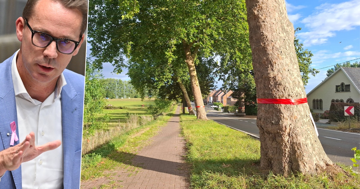 Minister Brouns verleent vergunning voor project langs N28 met kap van ...