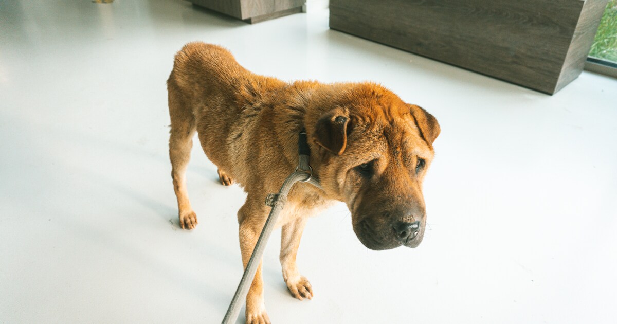 Hoogzwangere, sterk verwaarloosde shar-pei bevalt dag na inbeslagname ...