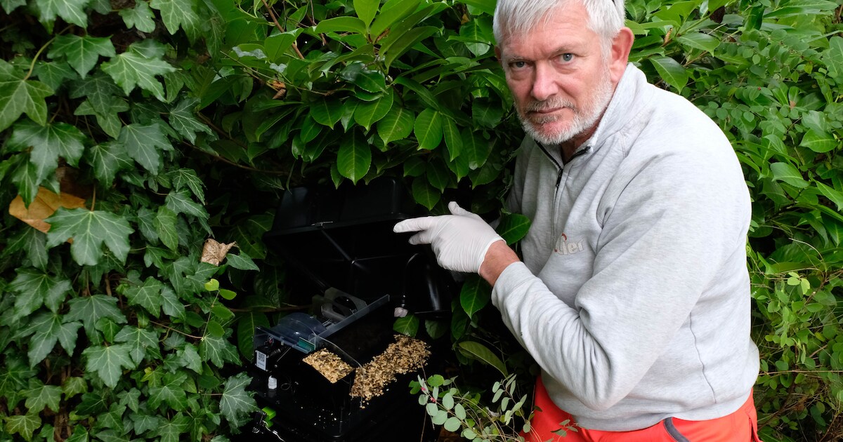 Stad bestrijdt ratten met slimme vallen: “Er komt geen vergif aan te ...