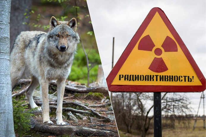 Kunnen wolven van Tsjernobyl ons helpen in strijd tegen kanker? “Hun overlevingskans bij kanker ...