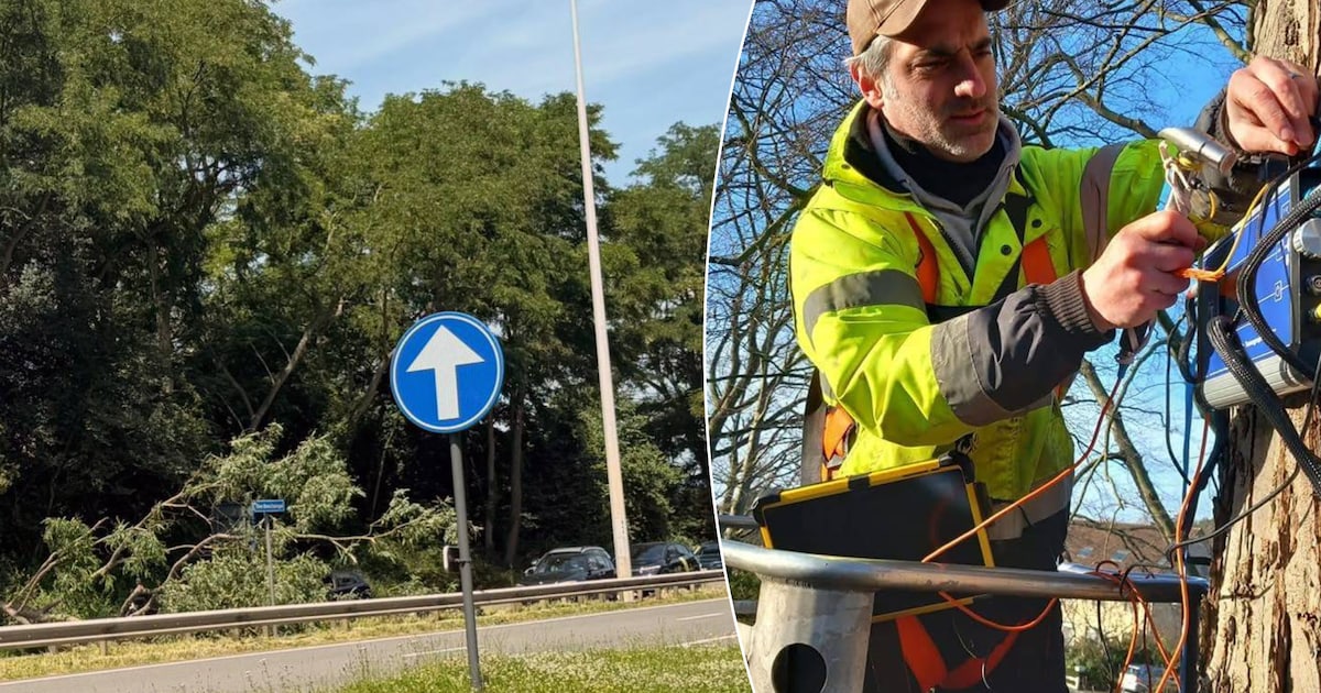 Omgevallen boom veroorzaakt verkeerschaos op Leuvense Ring: “Mogelijk ...