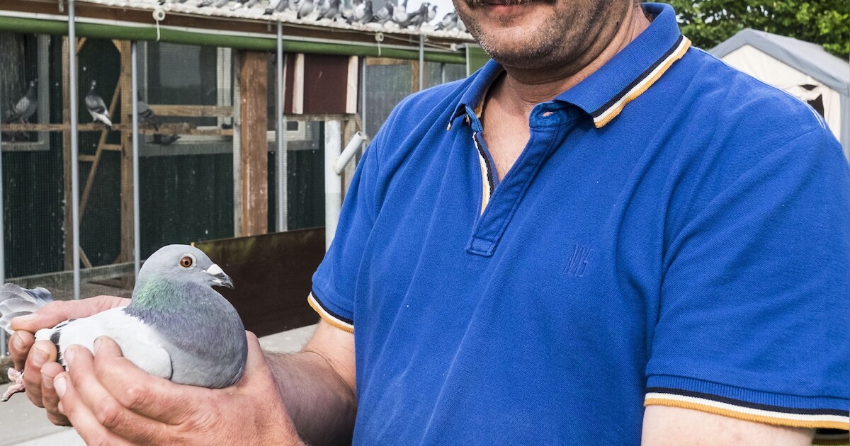 45 duiven kwijt na "twee blunders" | Essen | HLN.be