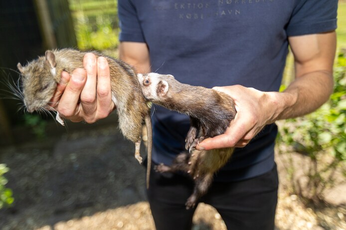 Jordy (33) vangt ratten met... zijn blote handen, al krijgt hij wel ...