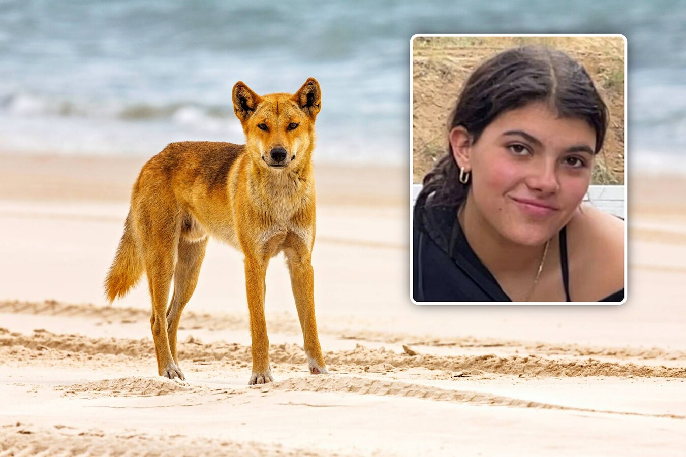 “Ze verdronk na aanval door dingo’s”: mysterie rond dood backpackster ...