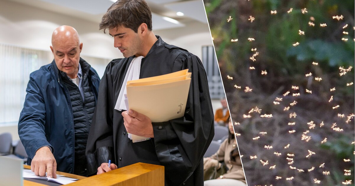 Knijtenplaag komt nu ook in Hamme voor de vrederechter: “’s Avonds ...