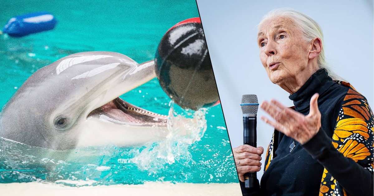Dolfinarium van Brugge moet ten laatste in 2037 sluiten: “Een ...
