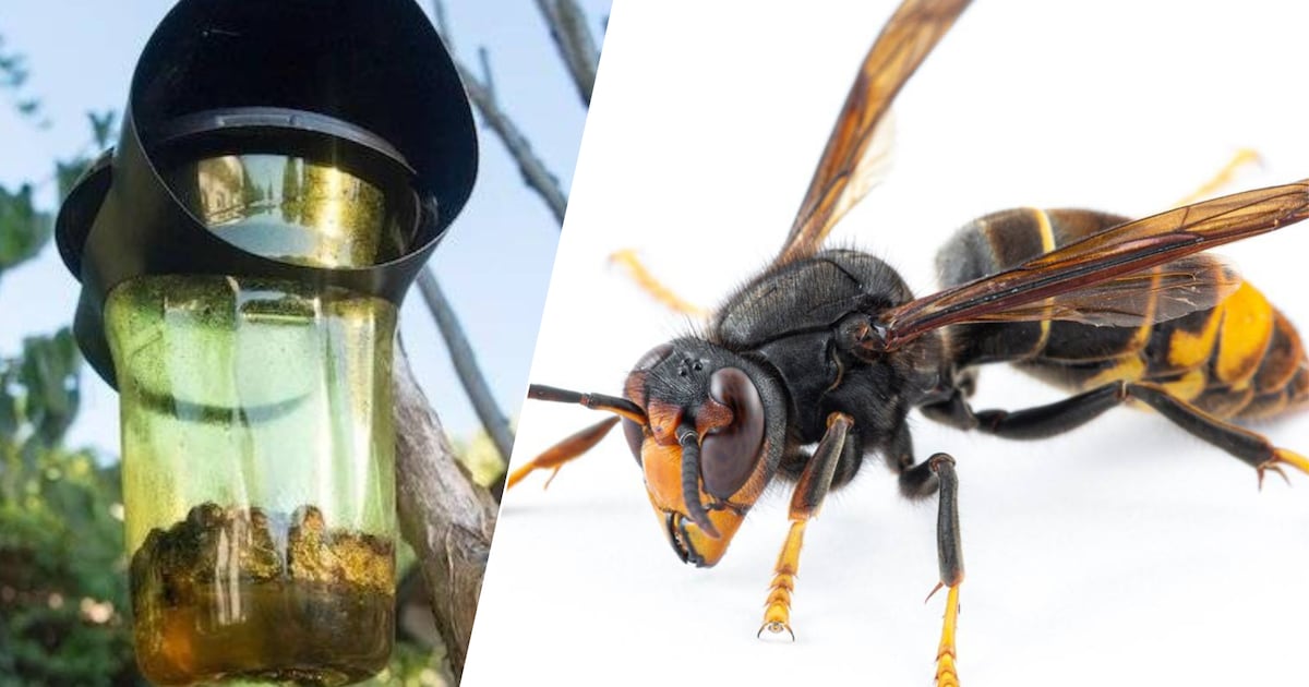 Gemeente deelt gratis lokvallen voor Aziatische hoornaar uit aan ...