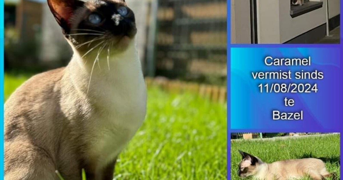 Wie heeft Caramel gezien? Siamese kat uit Bazel al ruim een week ...