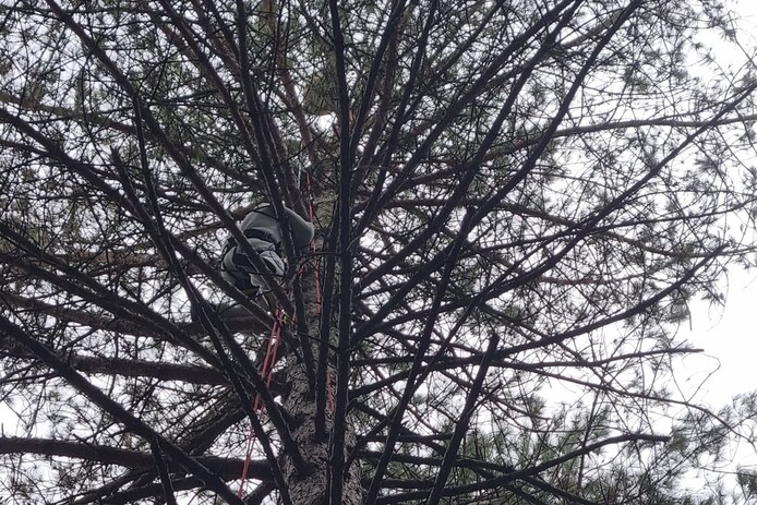 Imker klimt 22 meter hoog in boom om Aziatische hoornaars te verdelgen ...