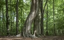 Ter Loke-bos in Oostmalle wordt verder opgewaardeerd: “Rododendron ...